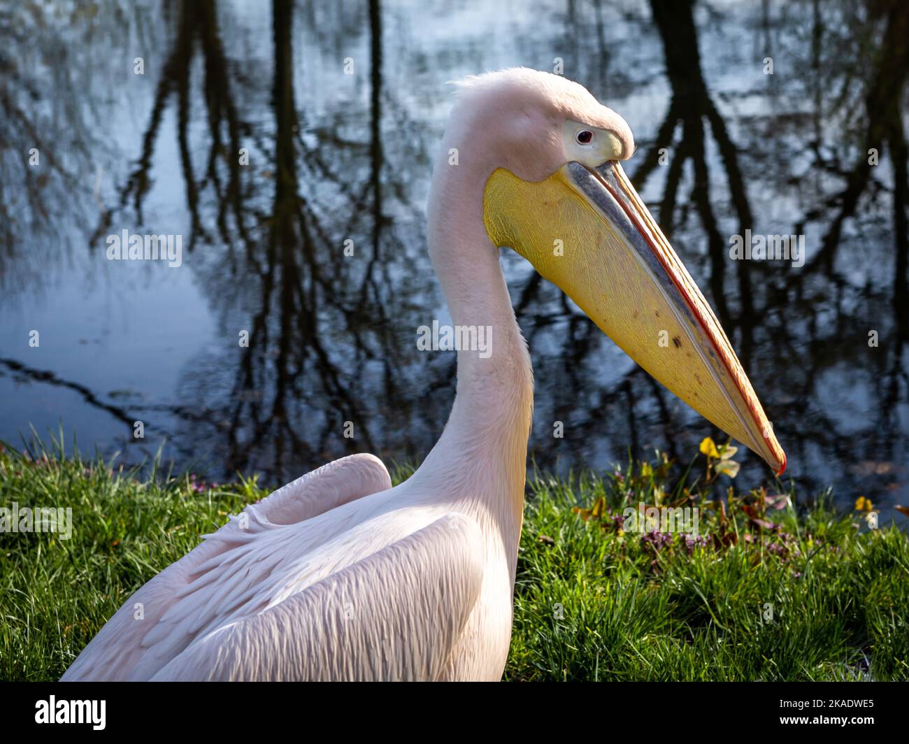 Close-up of pink pelican by the pond (pelikan baba, Pelecanus ...