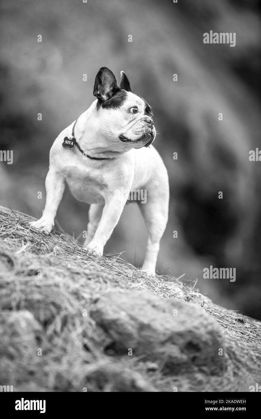 lovely French bulldog play and pose in the forest Stock Photo - Alamy