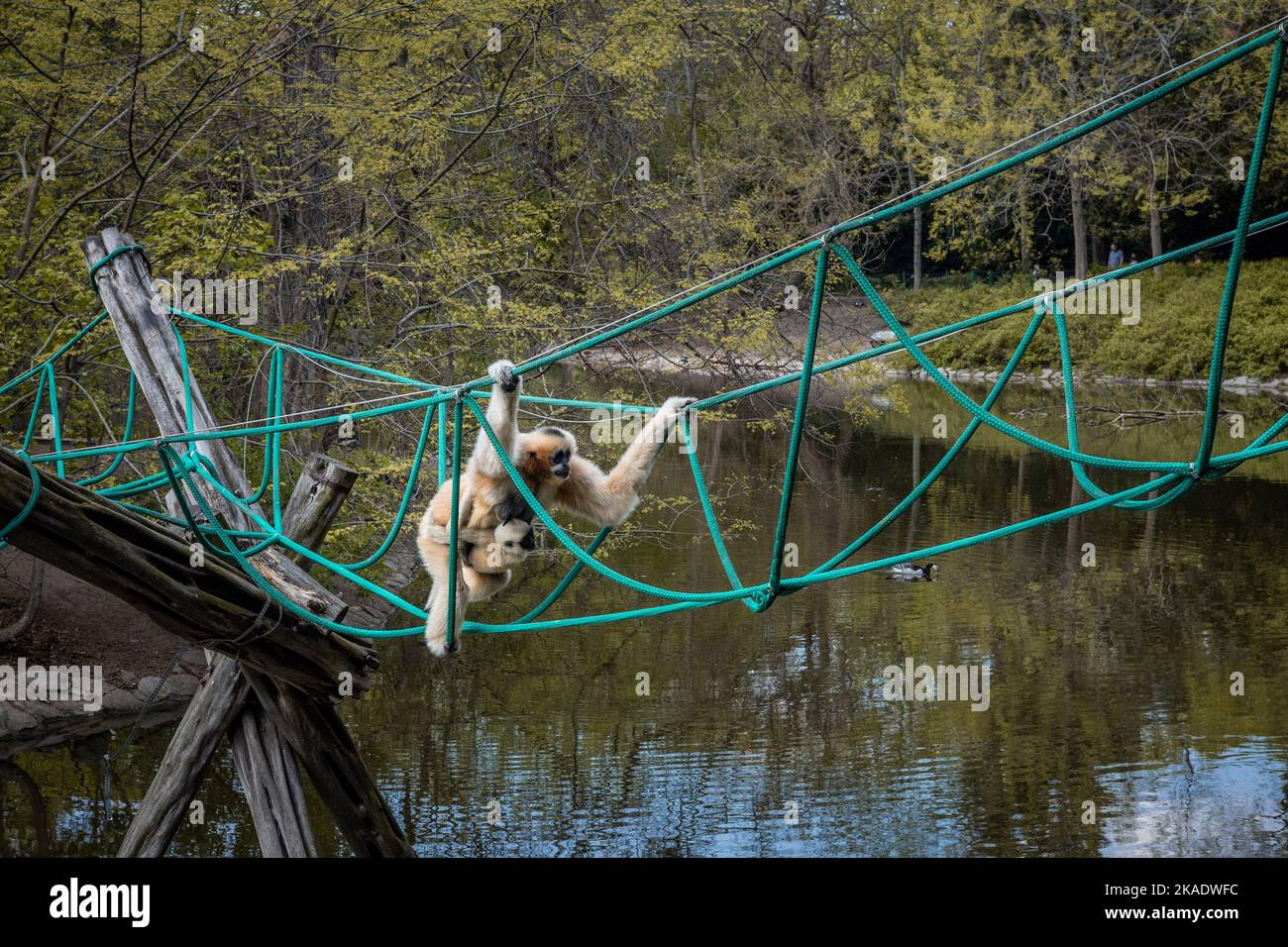 Ape crossing bridge hi-res stock photography and images - Alamy