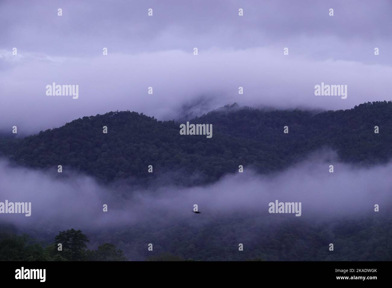 A beautiful view of dense green trees in mist Stock Photo - Alamy