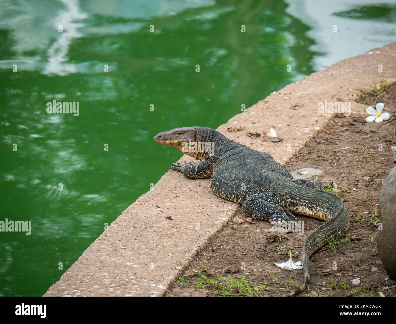 A selective of a Monitor Lizard near a pond Stock Photo - Alamy