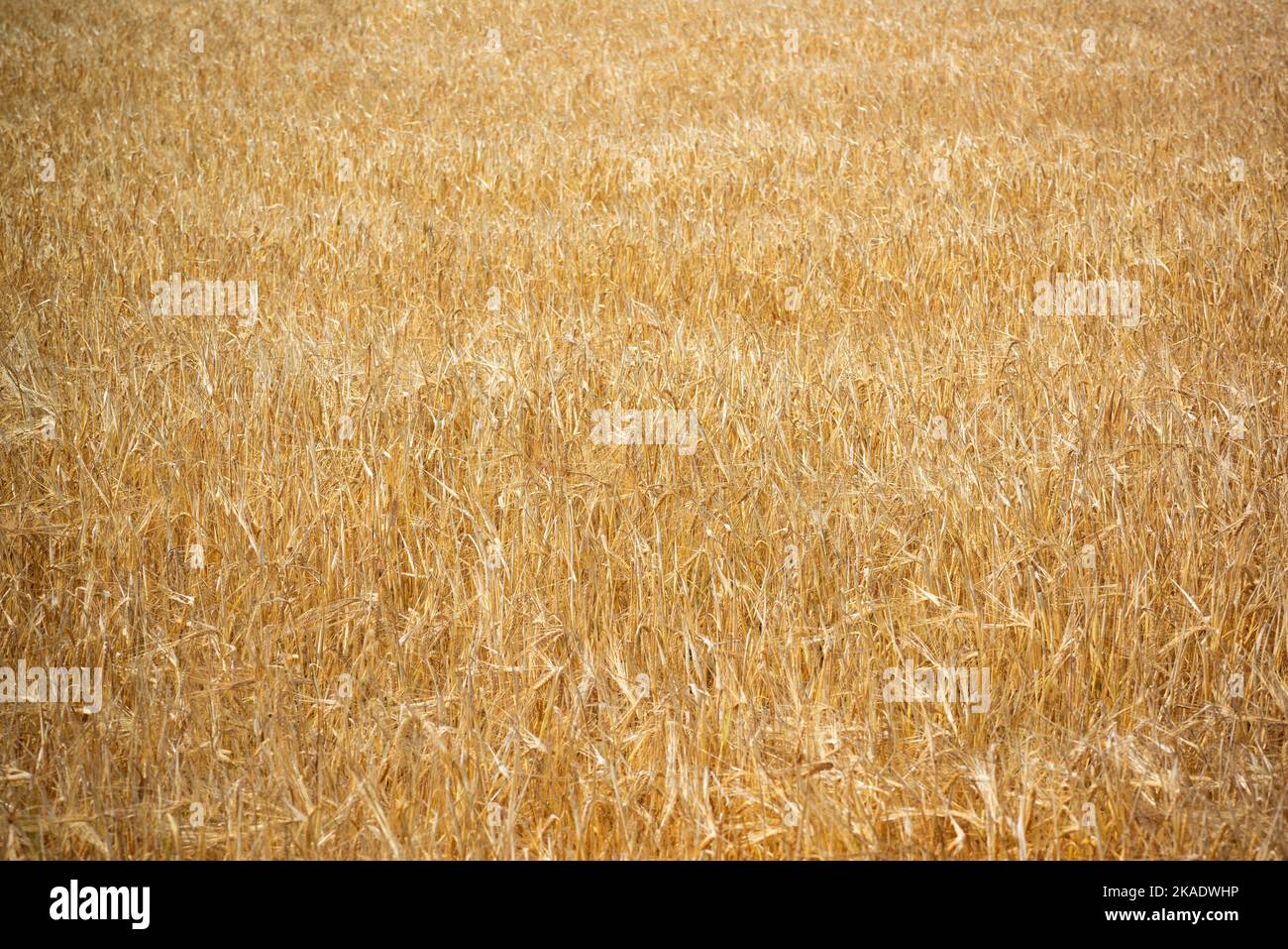 Golden ripe grains and stems rye field natural background season ...