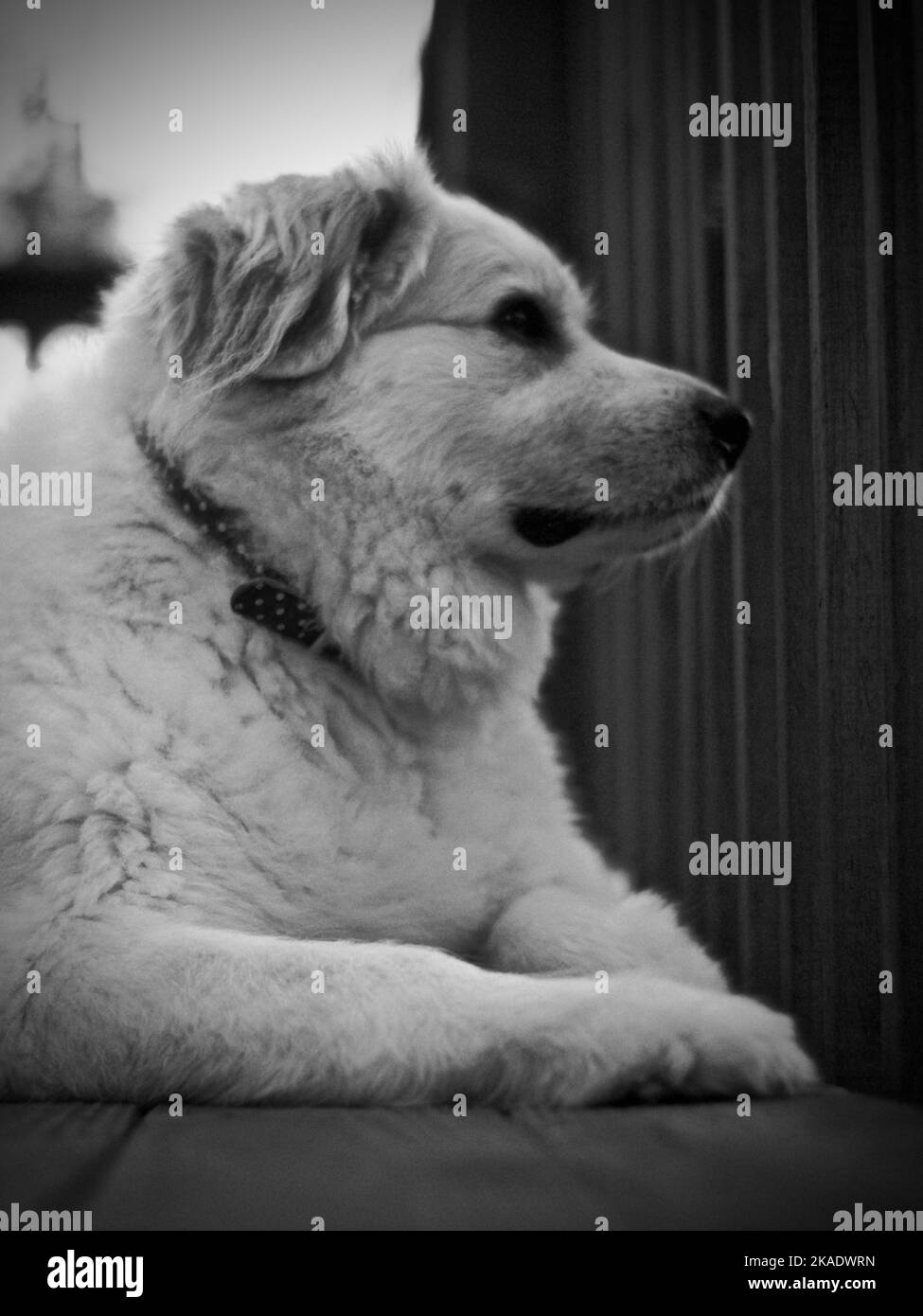 Blurry hair Black and White Stock Photos & Images - Alamy