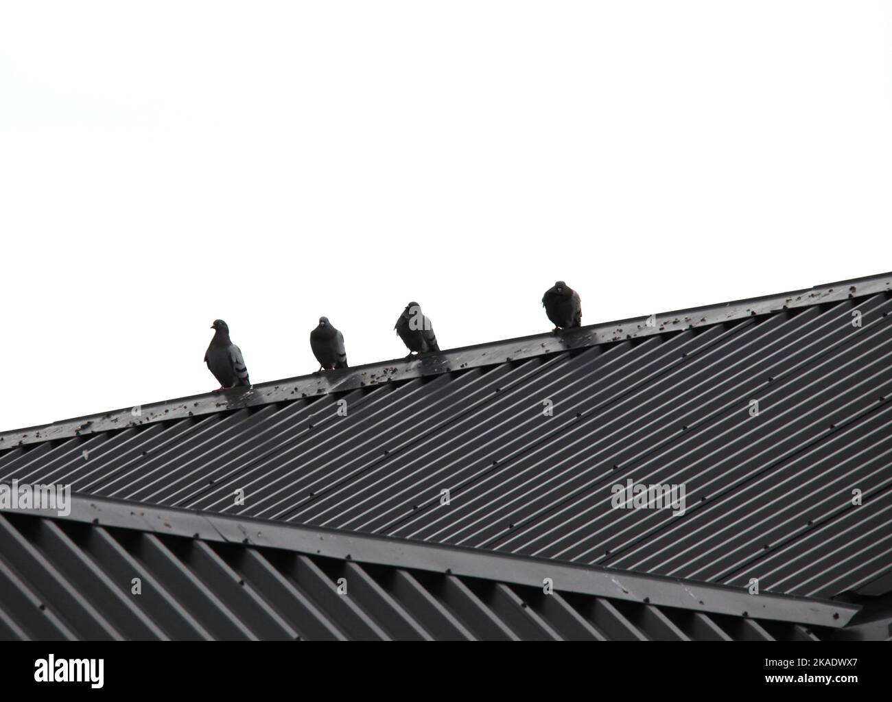 Four birds in a row on a roof Stock Photo - Alamy