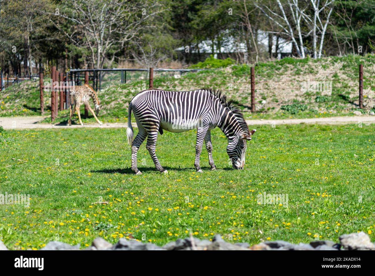 A Grevy Zebra enjoying breakfast in it's enclosure at The Franklin Park ...