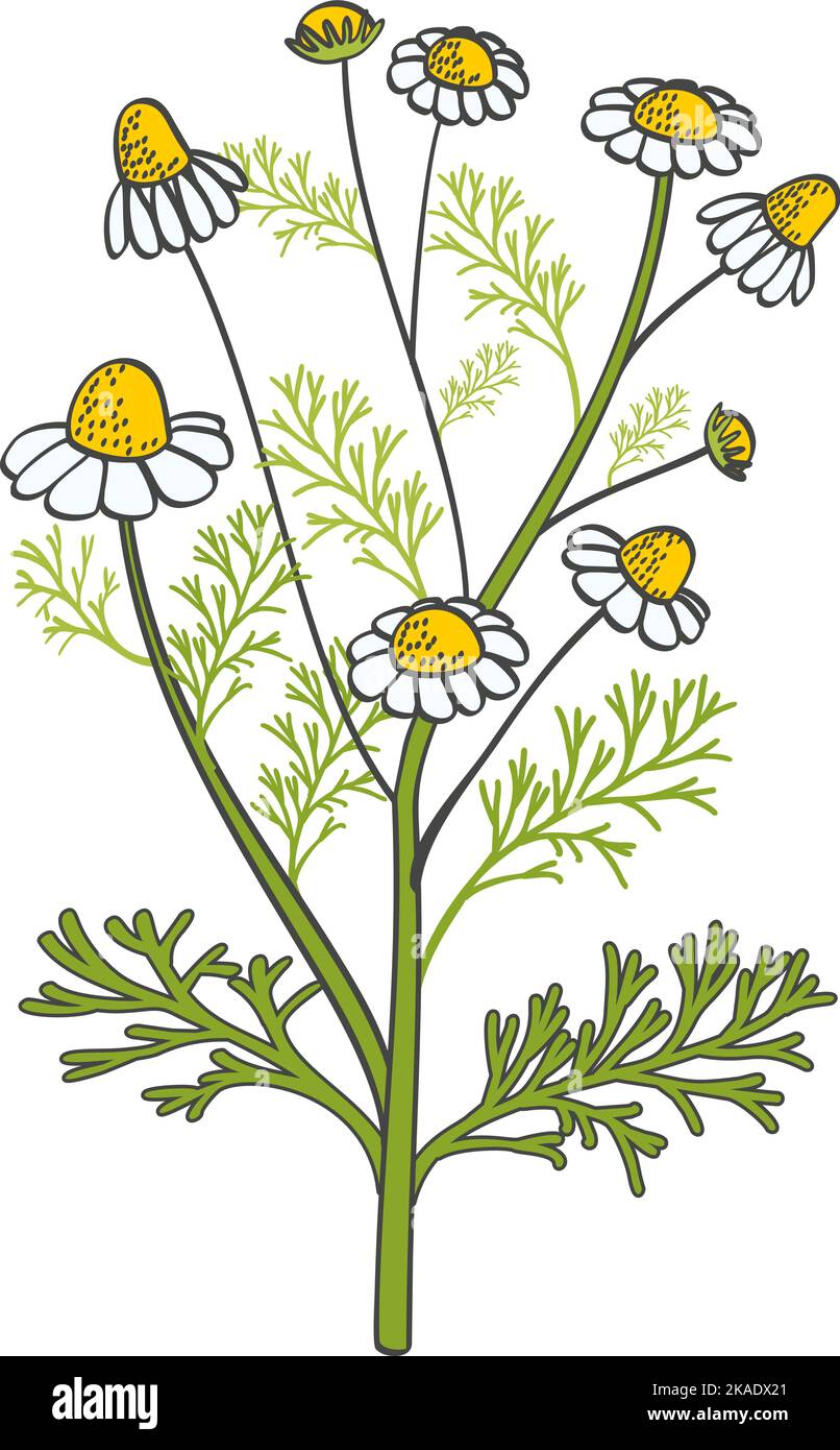 Botanical drawing chamomile hi-res stock photography and images - Alamy