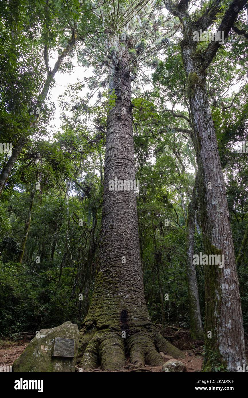 Pinheiro multissecular hi-res stock photography and images - Alamy