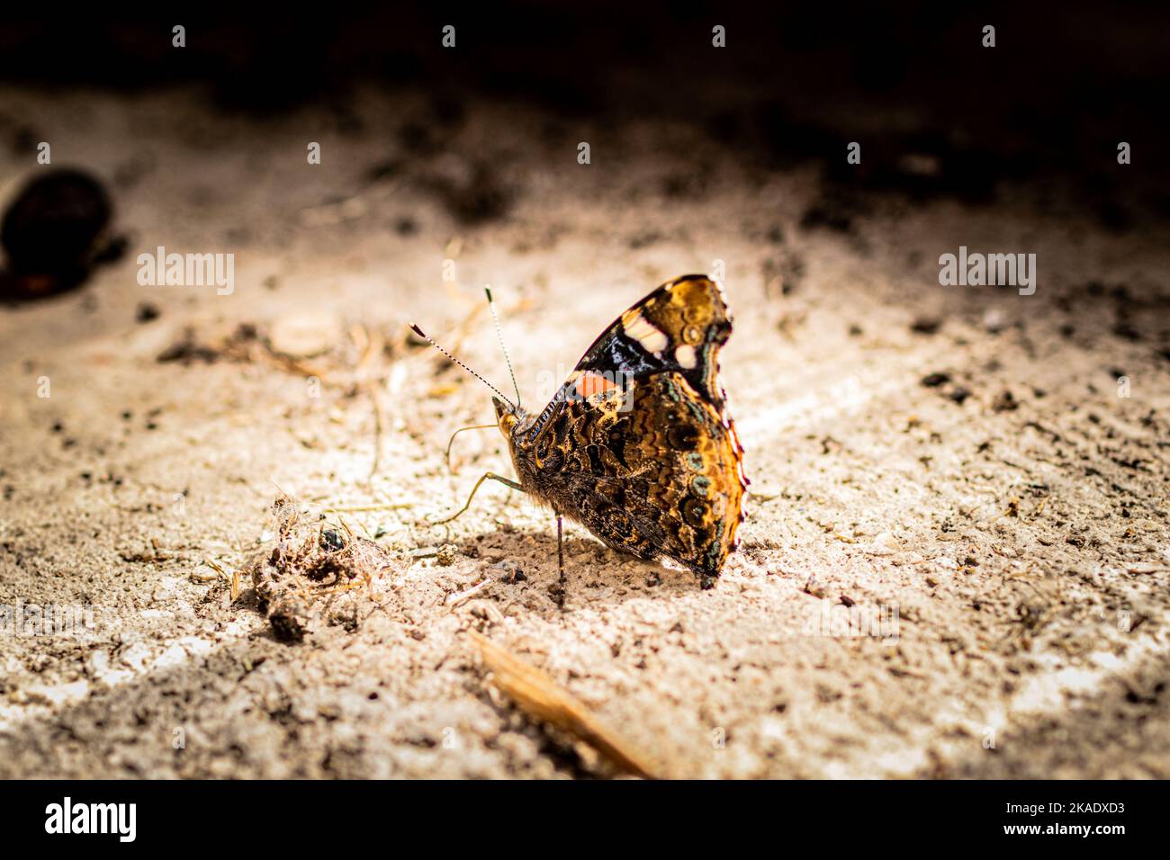 A scenic view of a butterfly perched on the ground in a blurred ...