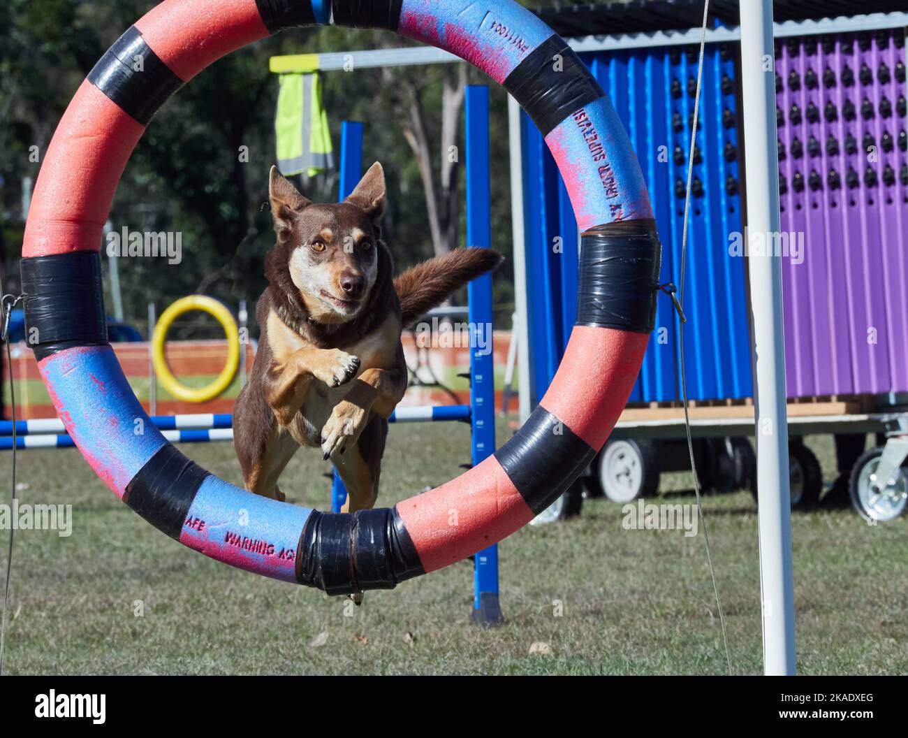 Many obstacles on a dog agility field . Dogs moving quickly from one ...