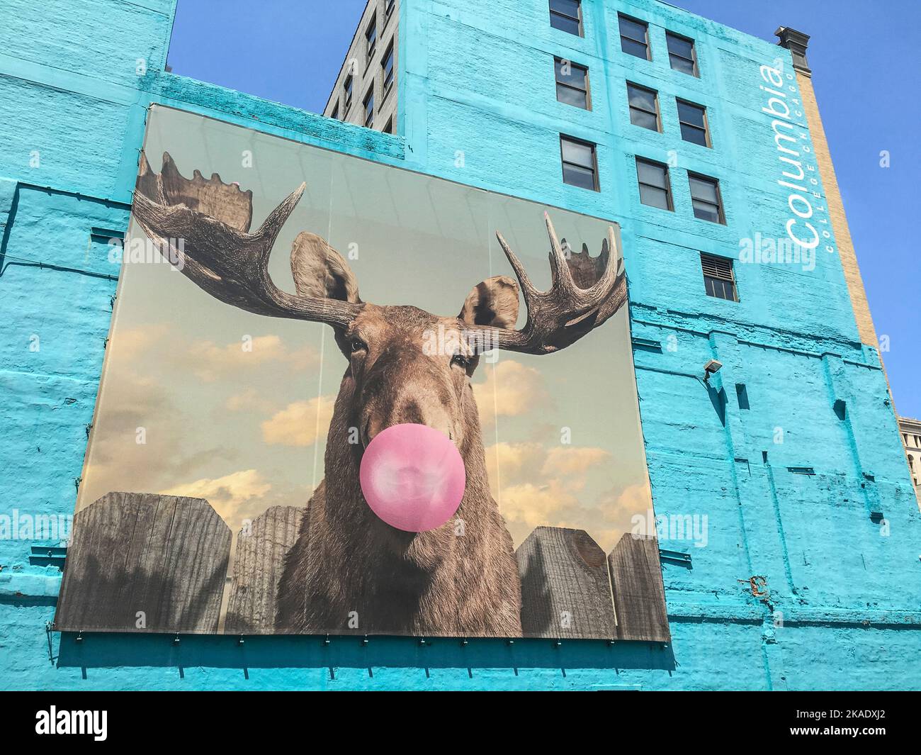 Moose bubble gum bubble hi-res stock photography and images - Alamy