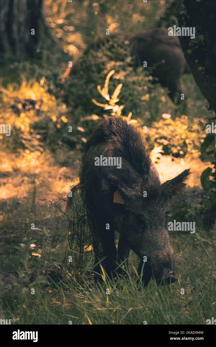 Black hog hi-res stock photography and images - Alamy