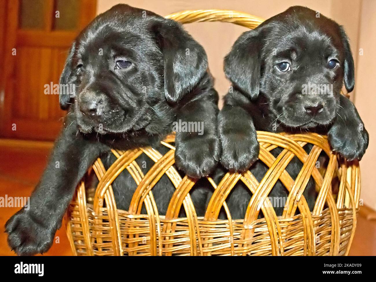 Labrador puppies in basket hi-res stock photography and images - Alamy