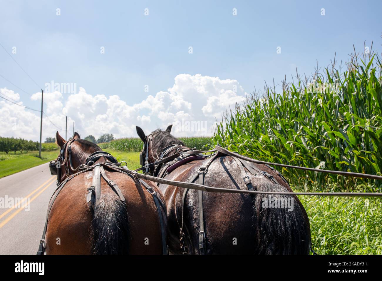 Strong horses pulling a carriage hi-res stock photography and images ...