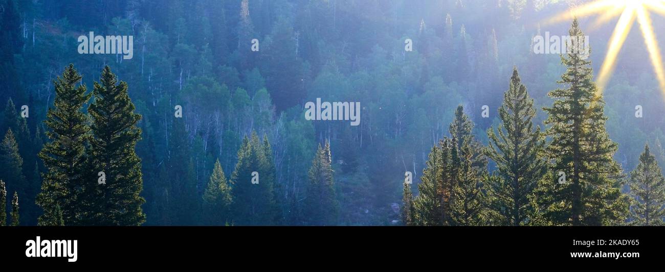 Golden sunlight on pine trees hi-res stock photography and images - Alamy