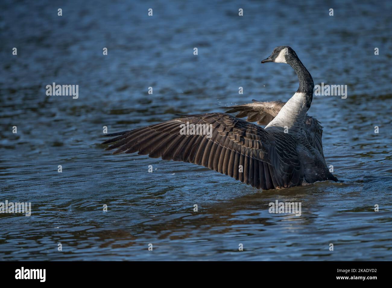 Canadian goose illustration hi-res stock photography and images - Alamy