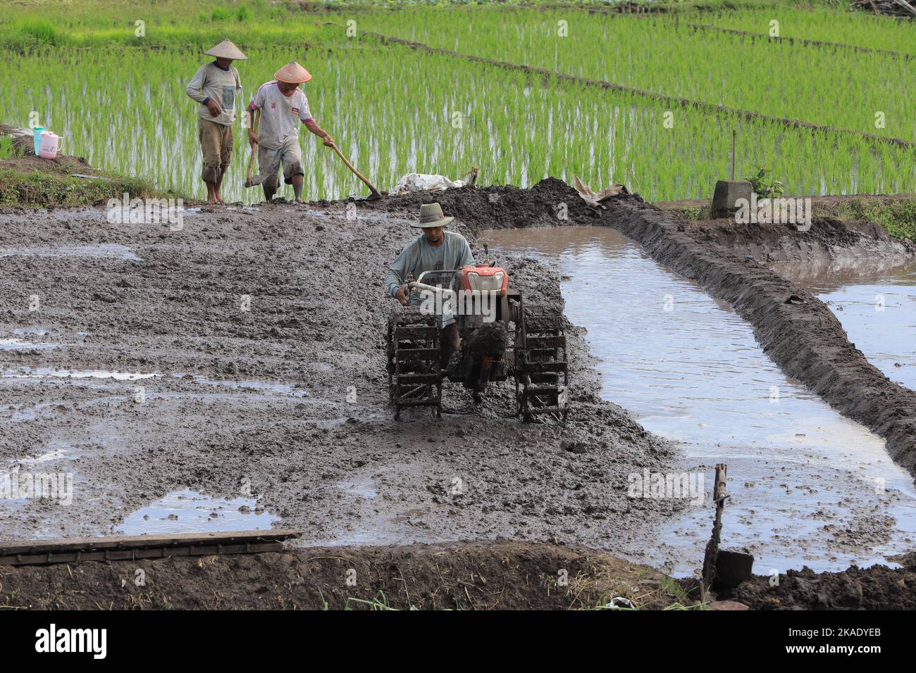 The farmers are working on paddy fields, before planting rice seeds ...