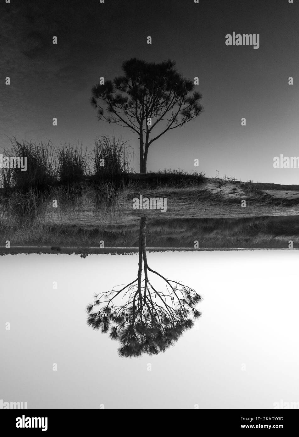 Reflection of a tree in water Black and White Stock Photos & Images - Alamy