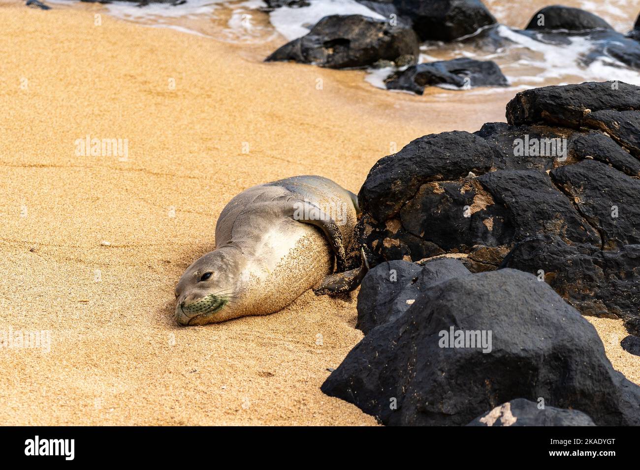A young endangered Hawaiian monk seal (Neomonachus schauinslandi) rests ...