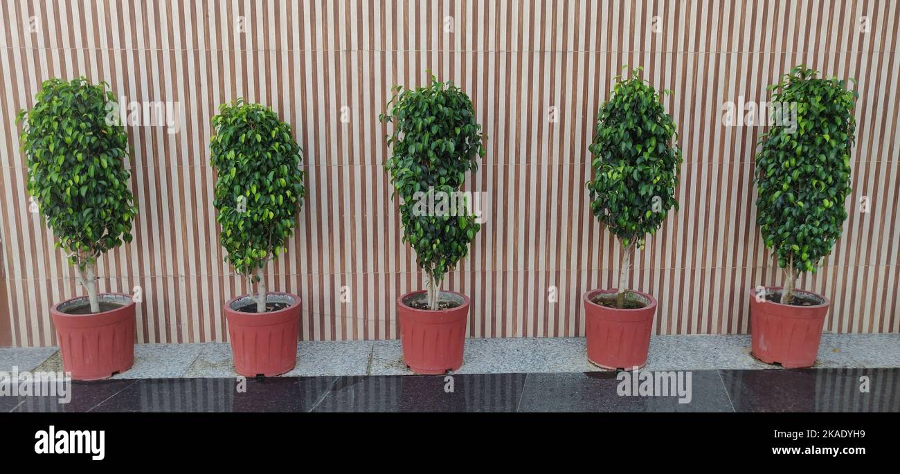 Potted plants along the pathway in a small pot for the trees Stock ...