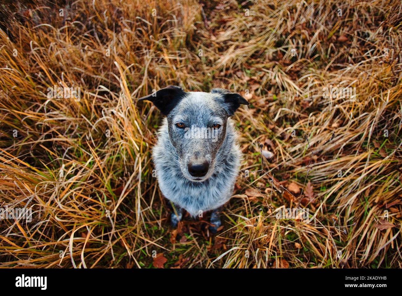 A top view shot of an Australian Cattle Dog sitting and looking at the ...