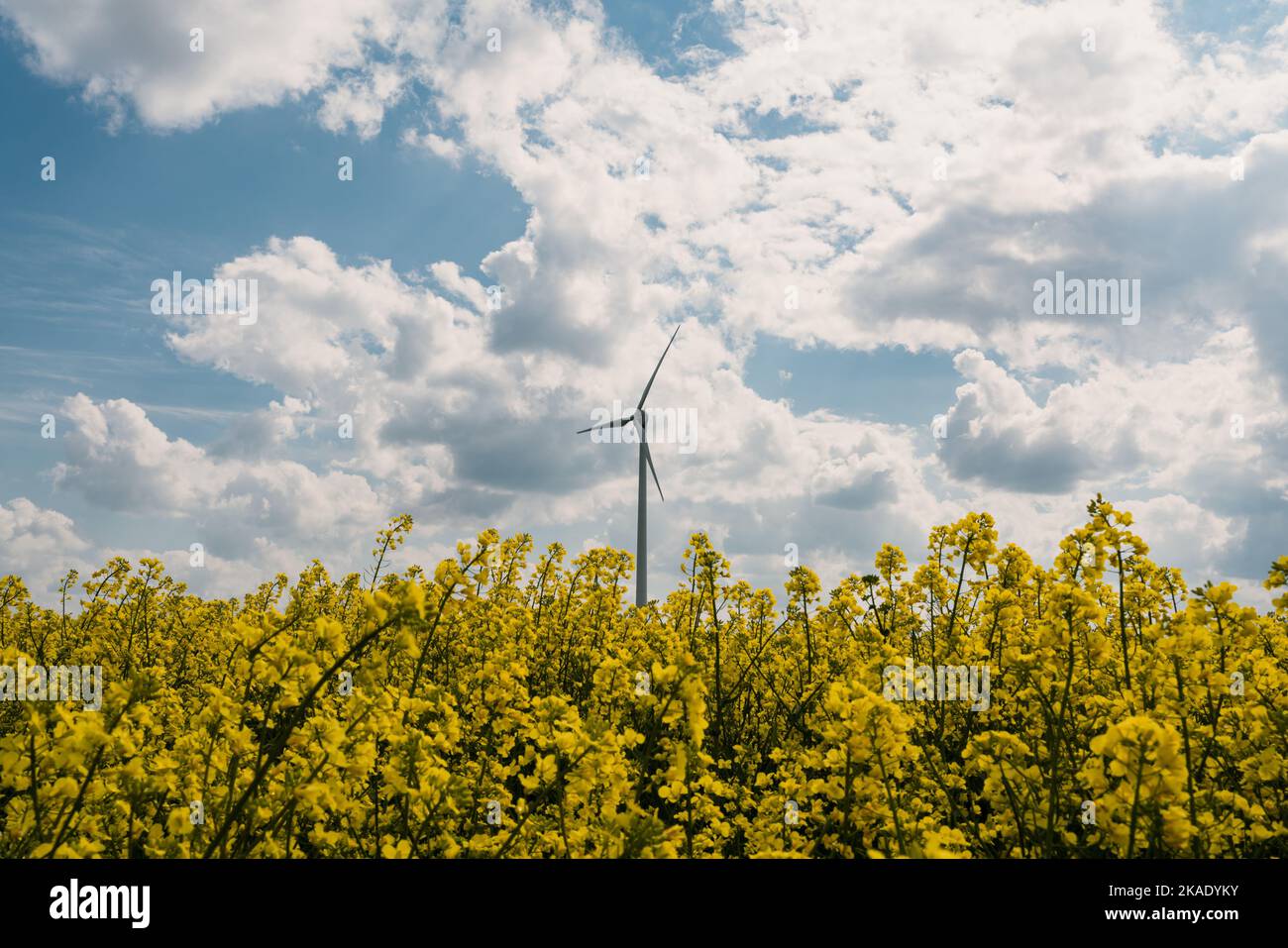 A low angle shot of yellow flowers blossoming field with wind mill ...