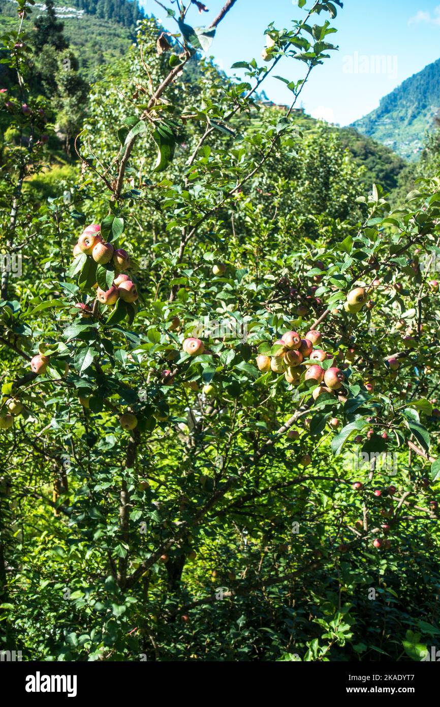 Apples hanging in a tree at the orchard with beautiful natural ...