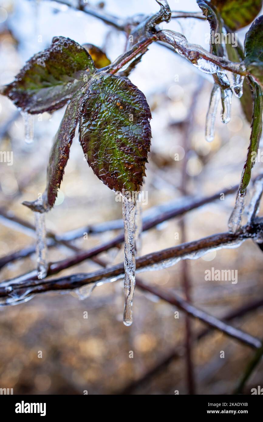 The plant leaves with icicles in the garden during winter Stock Photo ...