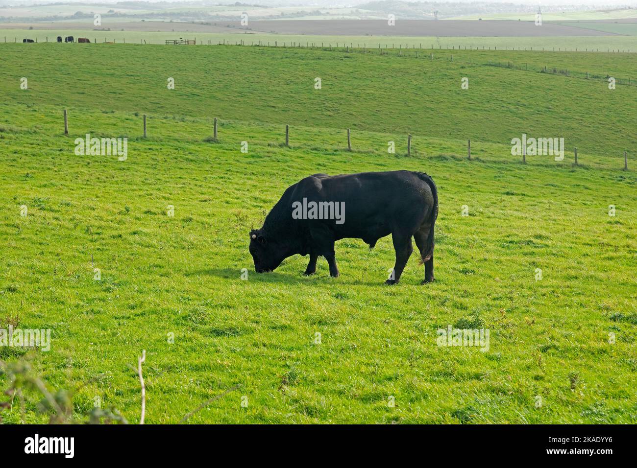 Bull on grazing land, South Downs Way near Truleigh Hill, Shoreham by ...