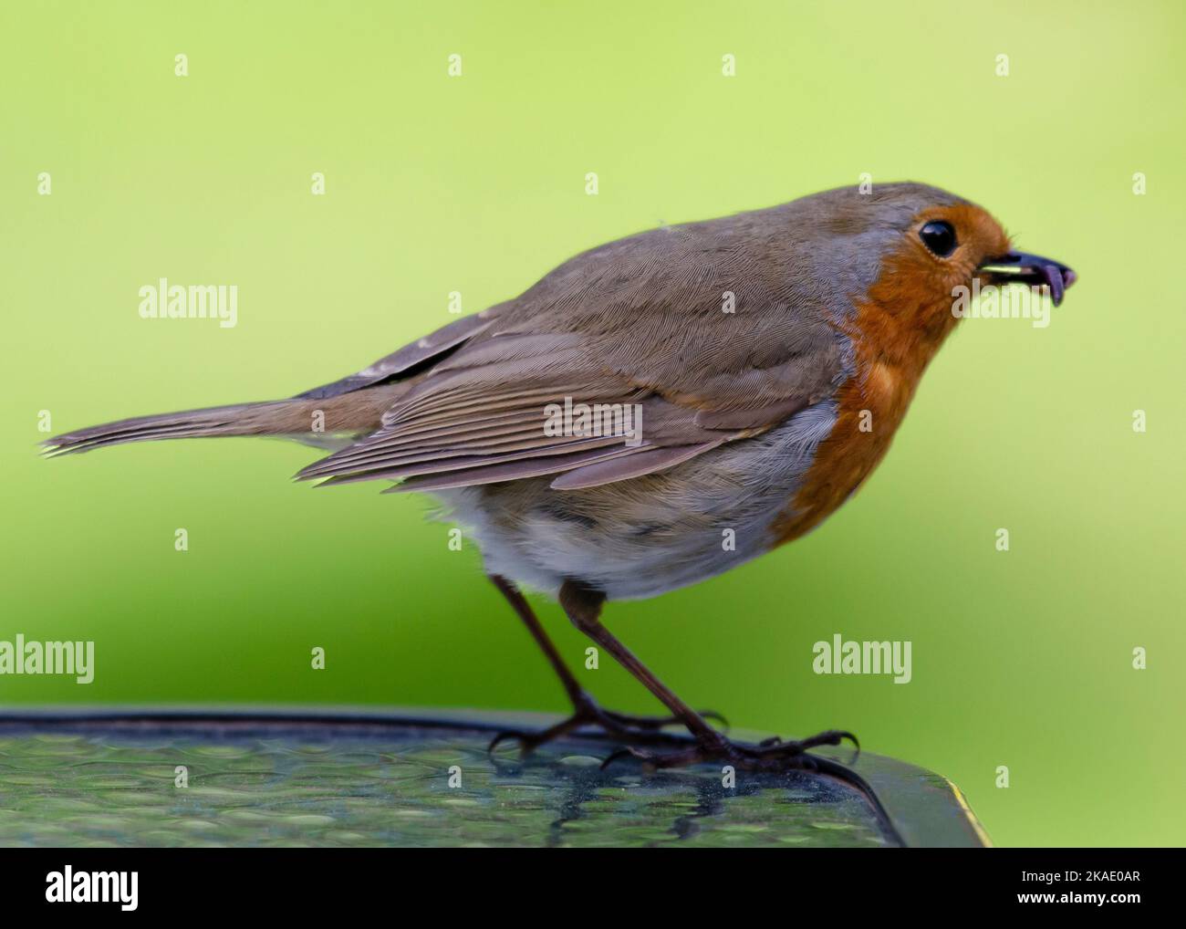 A Robin stands on a garden table with a worm in its mouth Stock Photo ...