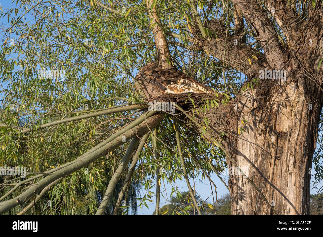 Large branch of tree damaged after strong wind Stock Photo - Alamy