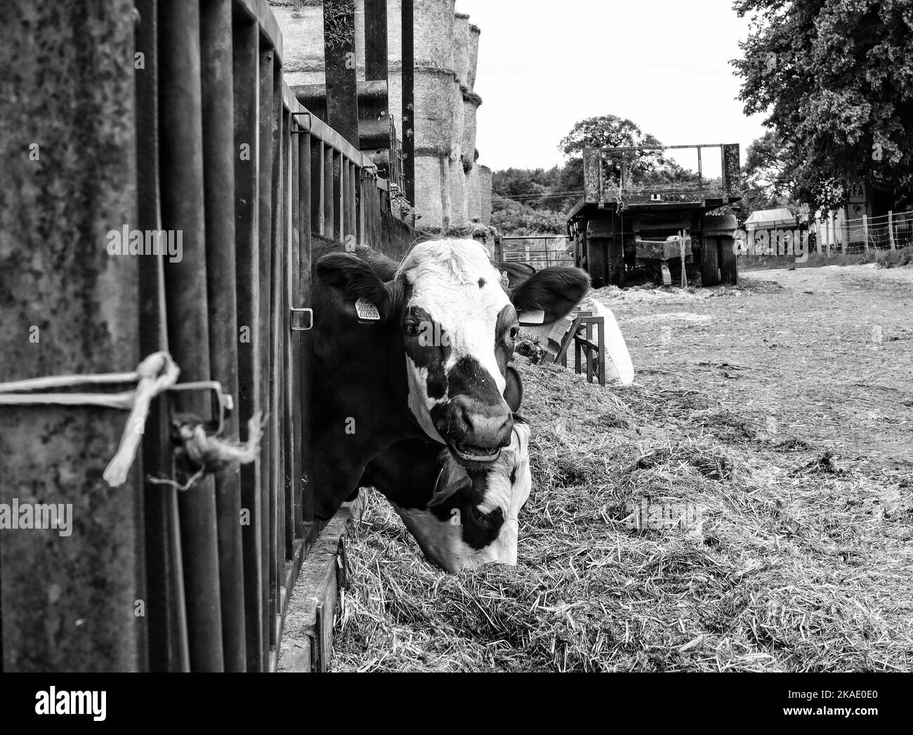 A grayscale shot of domestic cows at farm Stock Photo - Alamy