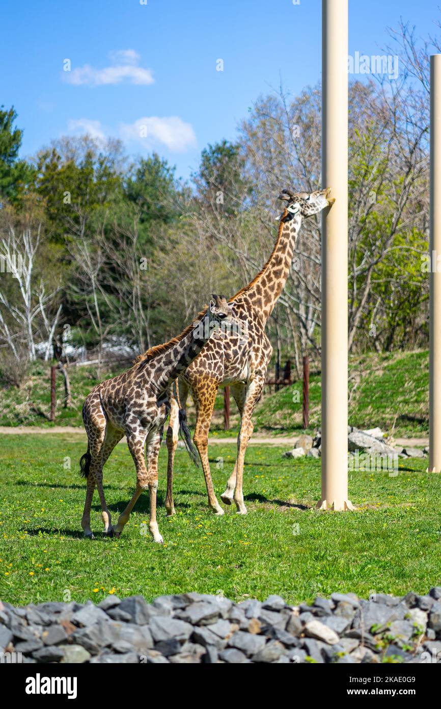 Masai Giraffes enjoying the sun in their enclosure at The Franklin Park ...