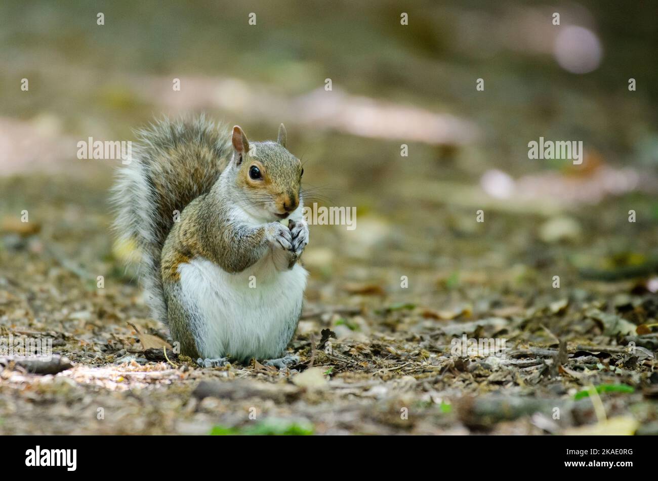 A grey squirrel sitting on the woodland floor feeding Stock Photo - Alamy