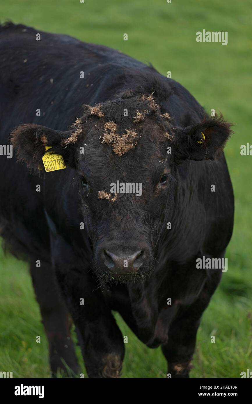 Cow on grazing land, South Downs Way near Truleigh Hill, Shoreham by ...