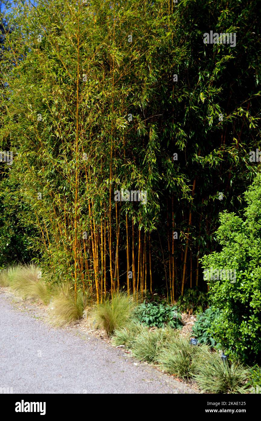 Bamboo Canes (Bambusa vulgaris) grown in the Border next to the Path at ...