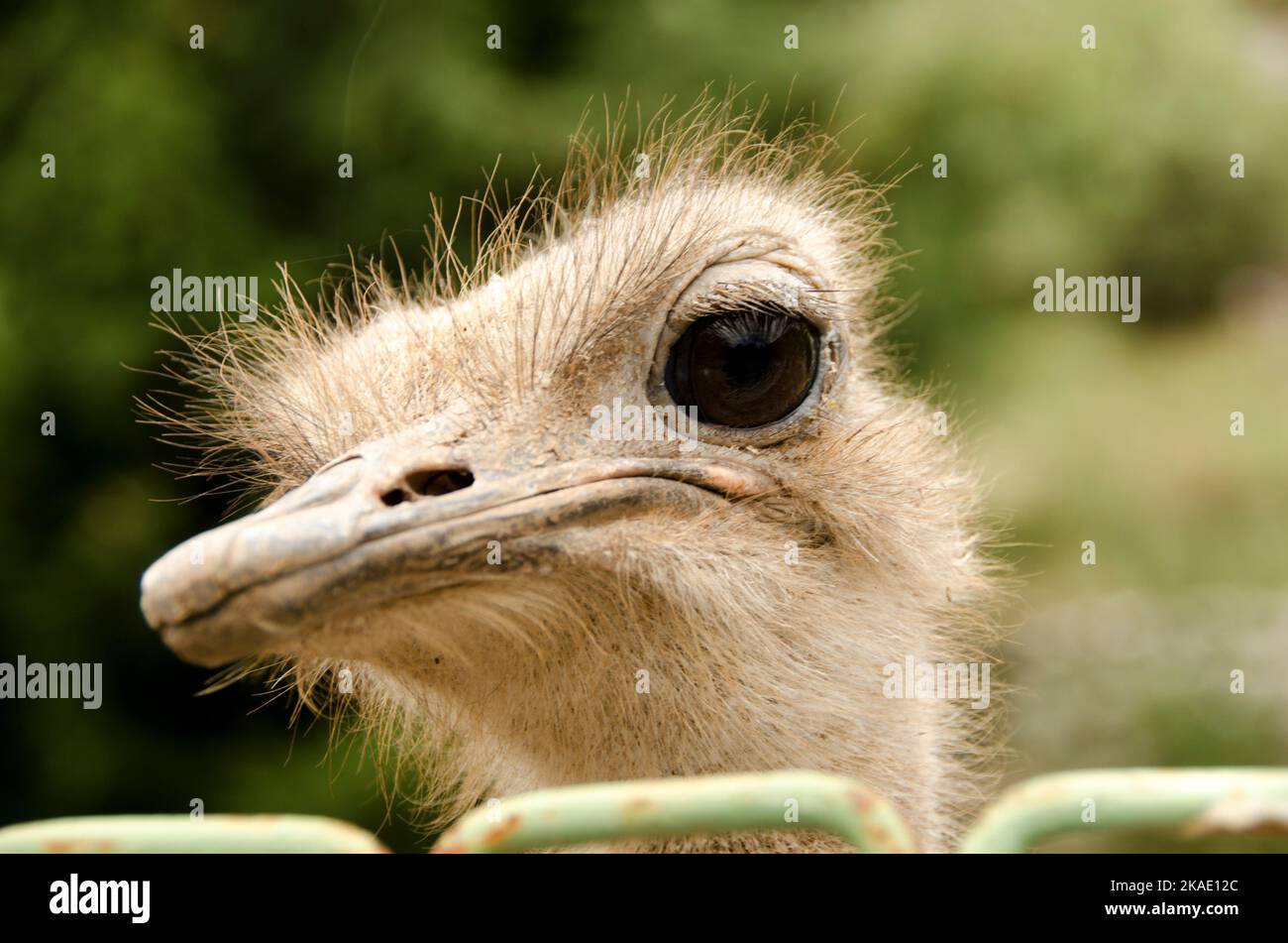 Ostrich or Common Ostrich (Struthio camelus) is one of large flightless ...