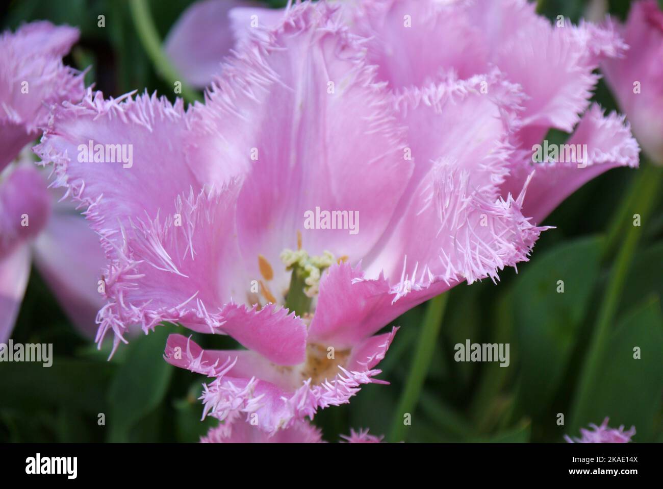 Pink Tulipa 'Fancy Frills' (Fringed Tulip) Flowers grown at RHS Garden ...