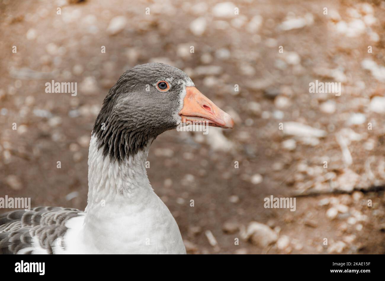 Selective white domestic goose hi-res stock photography and images - Alamy