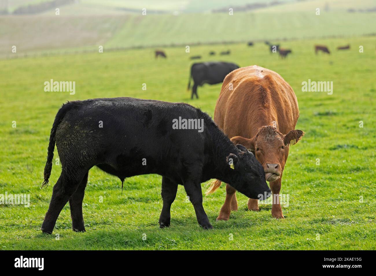 Sussex kuh hi-res stock photography and images - Alamy