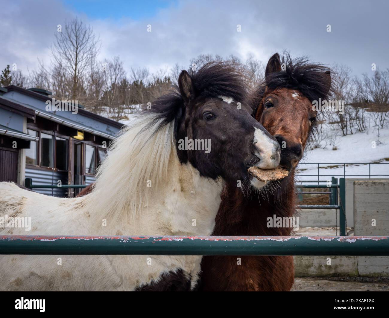 Reykjavik, Iceland - March 24, 2022: Two icelandic horses in front of a ...