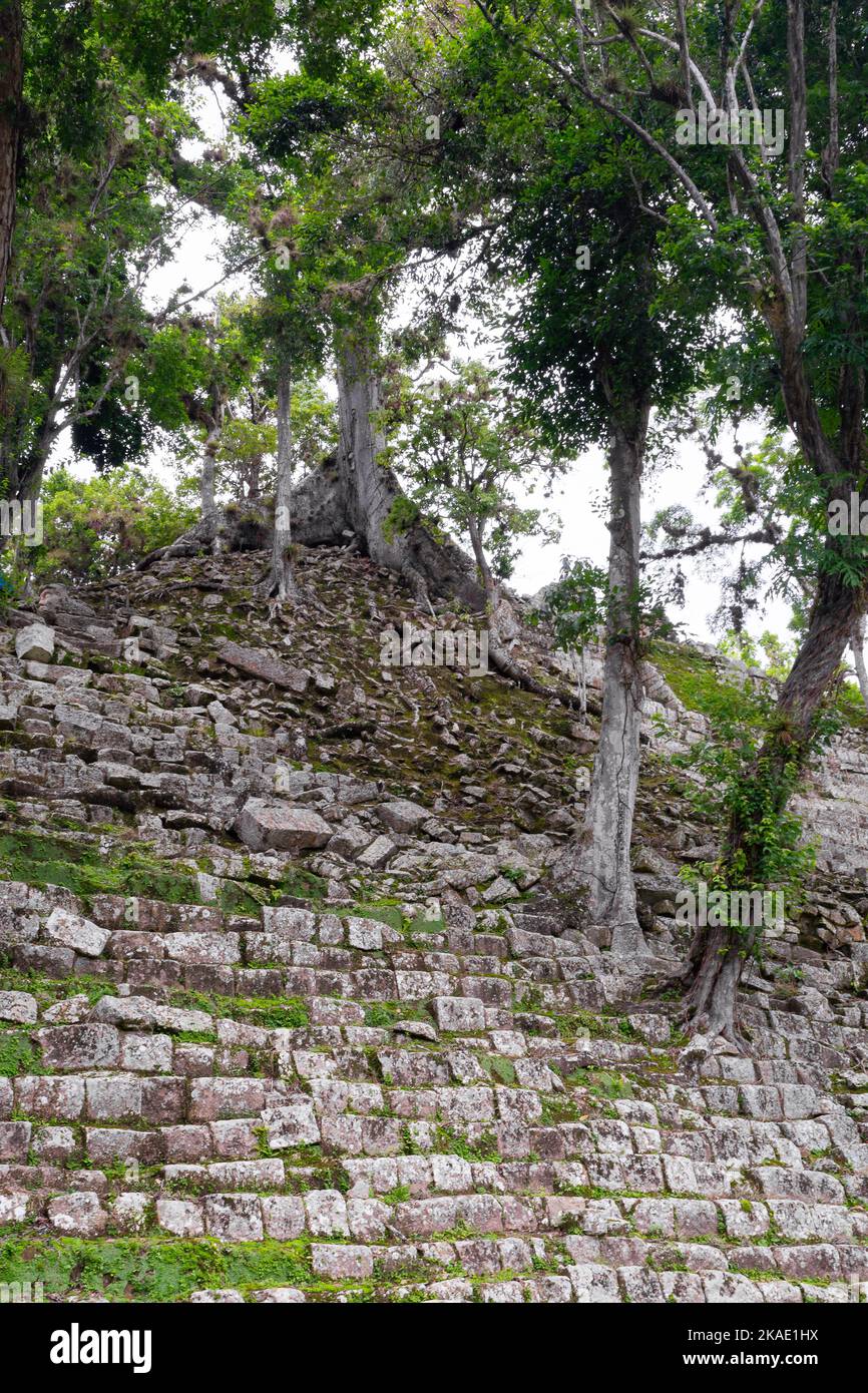 A vertical of Copan ruins archeological site in Honduras Stock Photo - Alamy