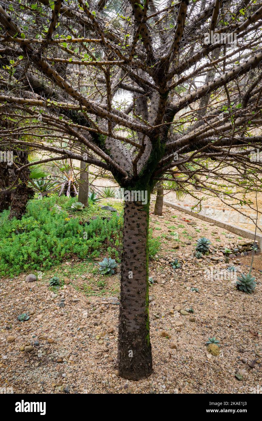 A vertical of a silk floss tree in the Ethnobotanical Garden of Oaxaca ...
