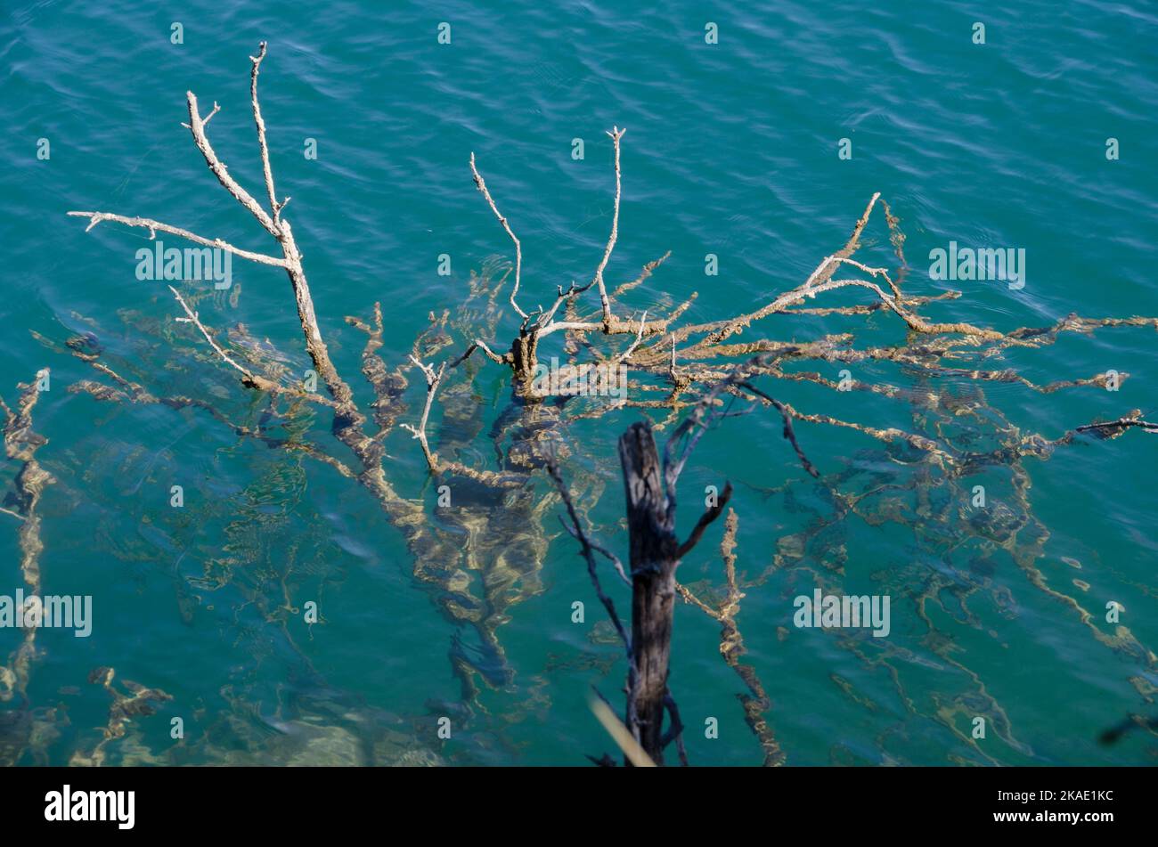 tree rising from the lake water surface .Lake doxa Stock Photo - Alamy