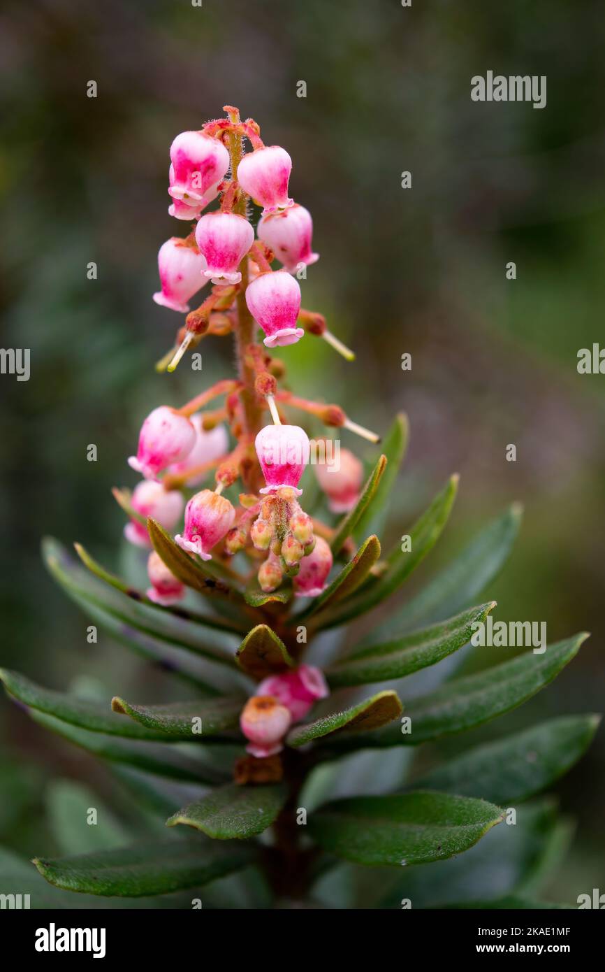 A vertical of pink comarostaphylis flowers in the Ethnobotanical Garden ...