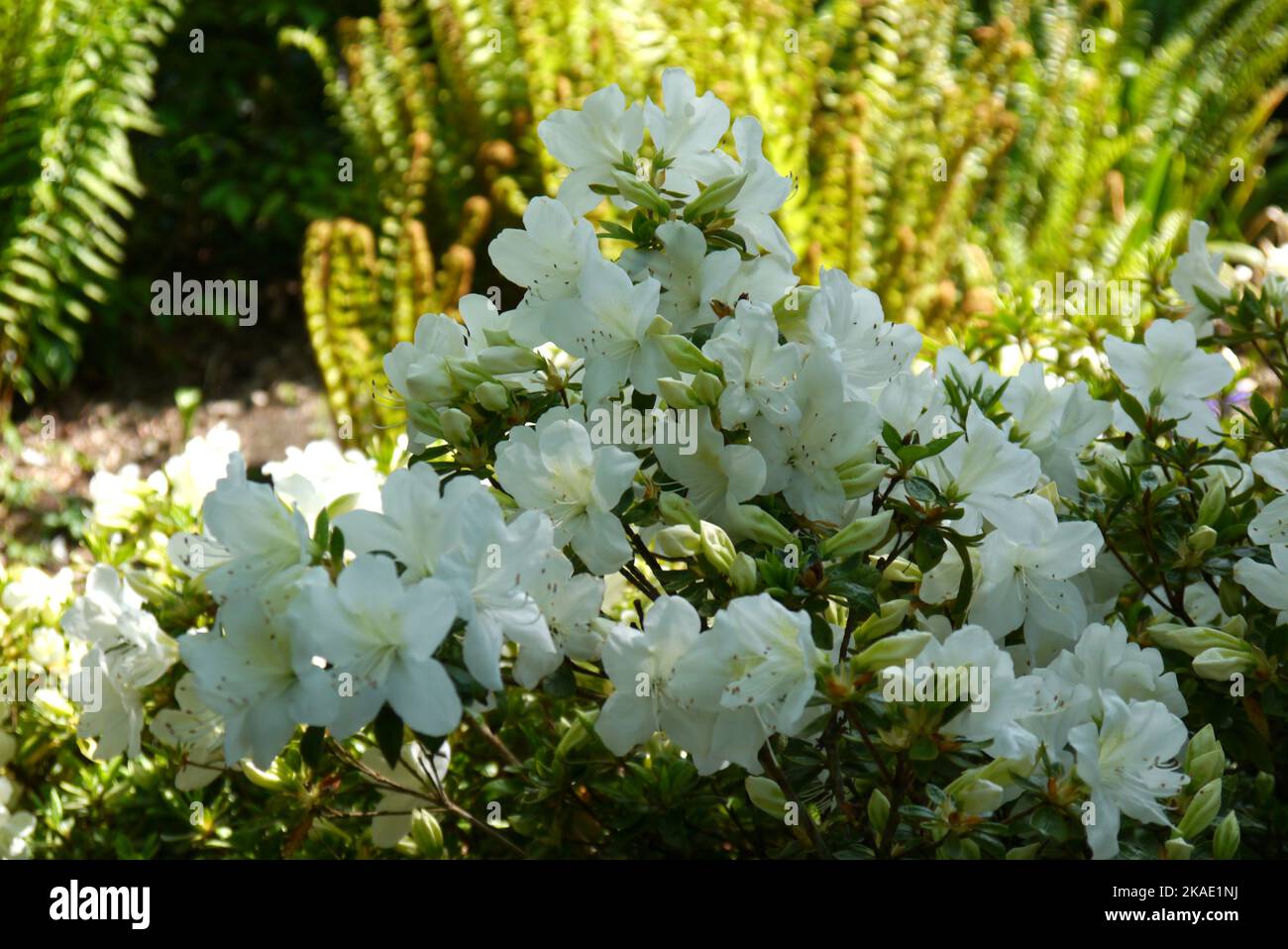 White Rhododendron `Snow Hill` (Azalea) Flowers with Sunlit 'Curly ...