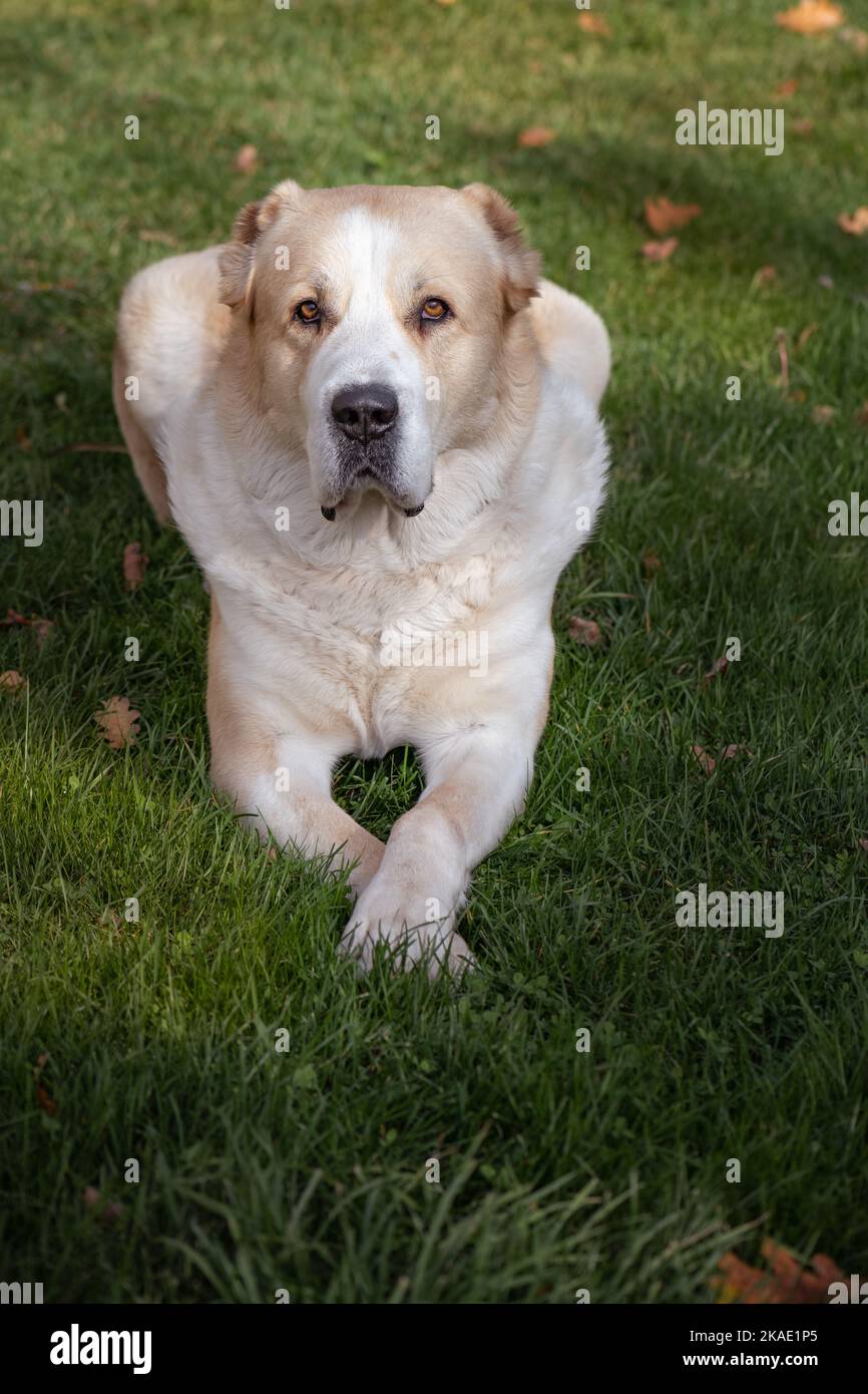Central Asian Shepherd Dog alabai lays watching seriously autumn day ...
