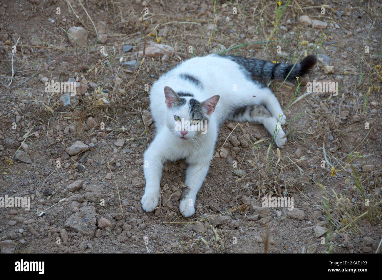 Relaxing white stray cat on the ground Stock Photo - Alamy
