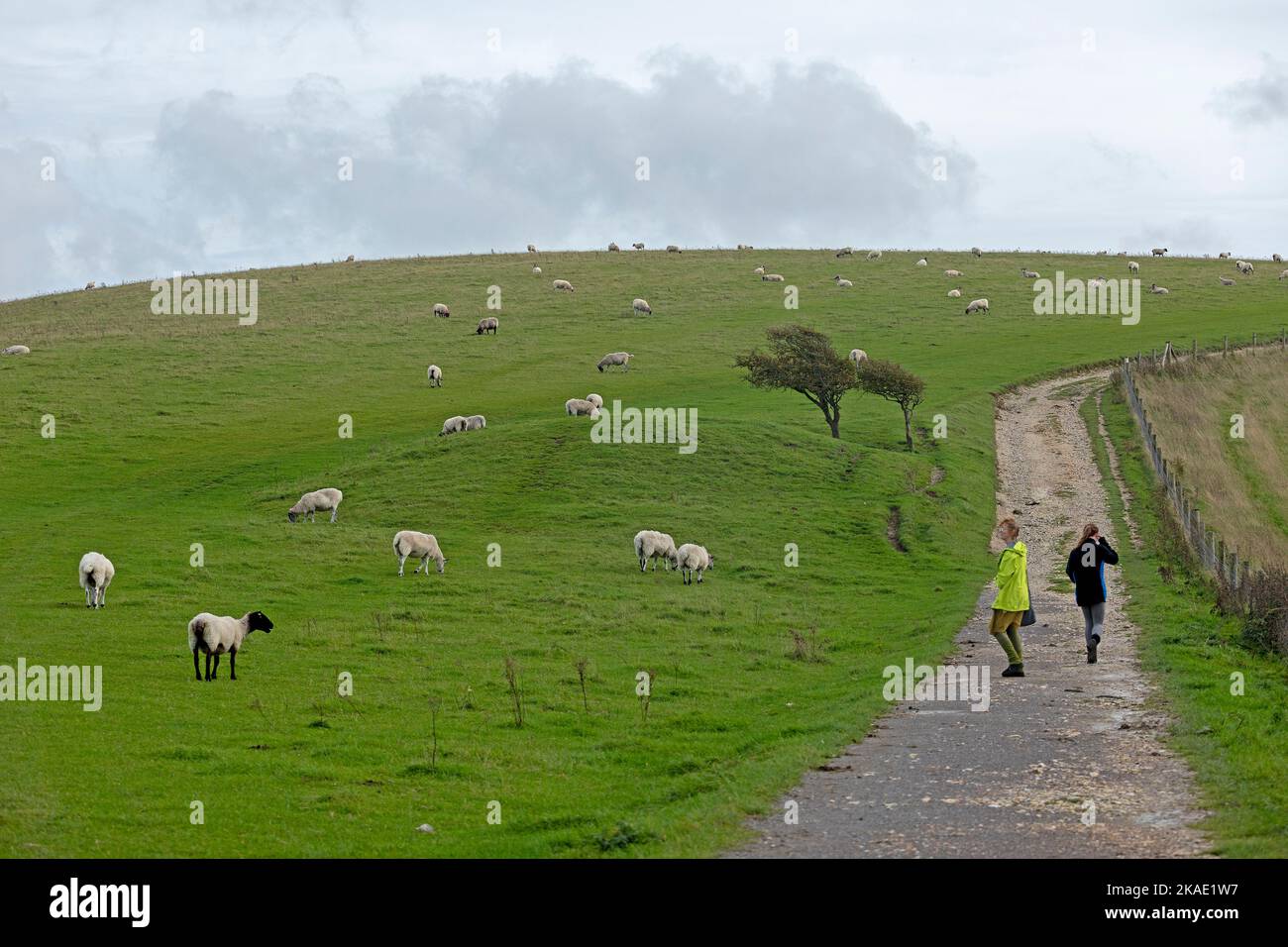 Sheep grazing beside South Downs Way near Devil´s Dyke, Sussex, England ...