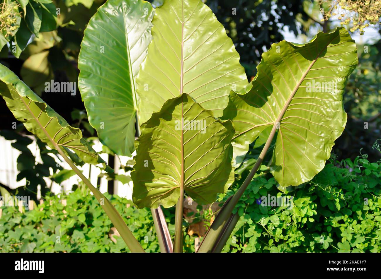 Xanthosoma sagittifolium L Schott, Ear elephant or Giant alocasia or ...