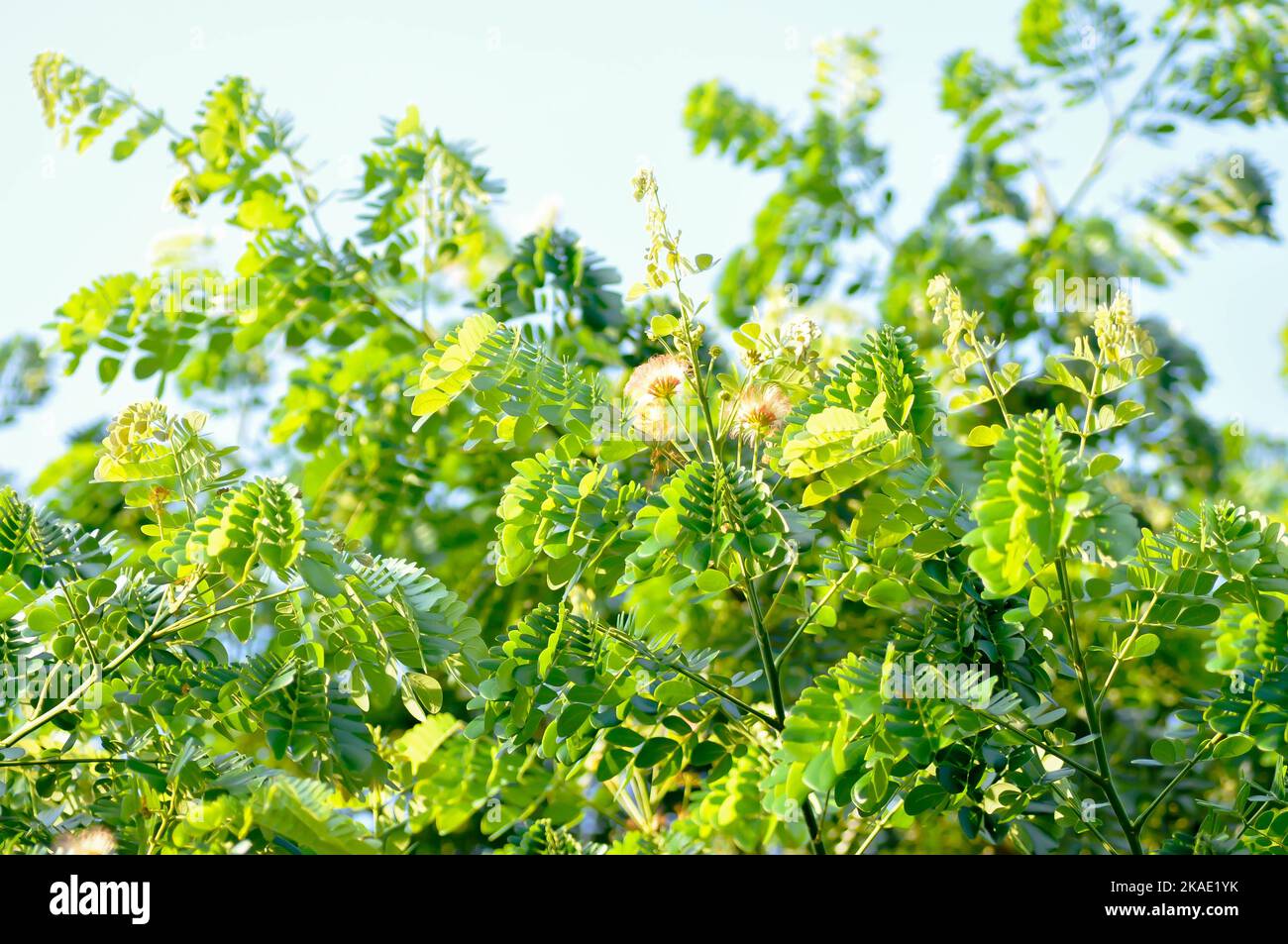 Rain tree or Samanea saman, LEGUMINOSAE MIMOSOIDEAE plant Stock Photo ...